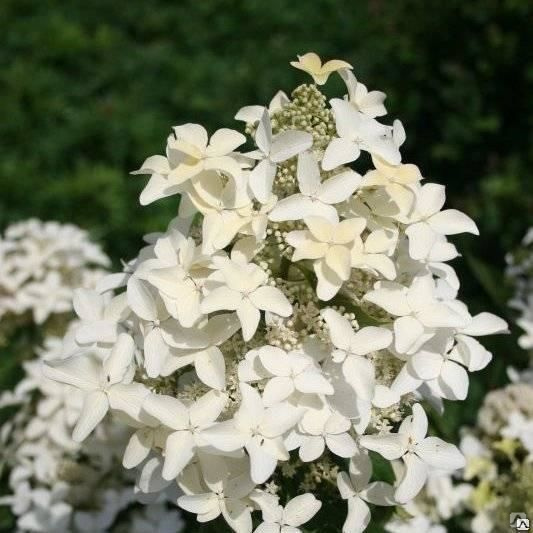Гортензия метельчатая Мэджикал Старлайт (Hydrangea Magical Starlight) 7 ...