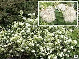 Спирея японская Пигмеа Альба (Spiraea japonica Pygmaea Alba) С3 30см ...