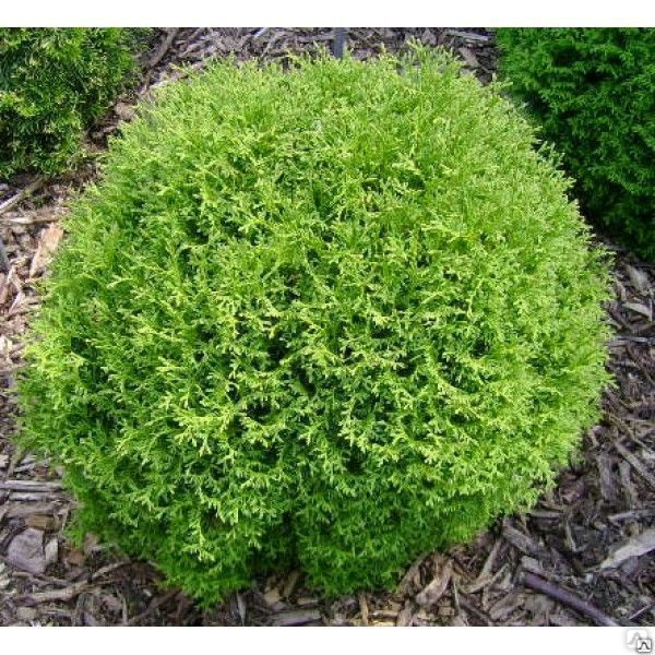Туя западная Тини Тим Thuja купить по низкой цене в питомнике СПБ